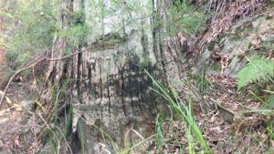 Aboriginal Canoe Tree - Sydney Coast Walks