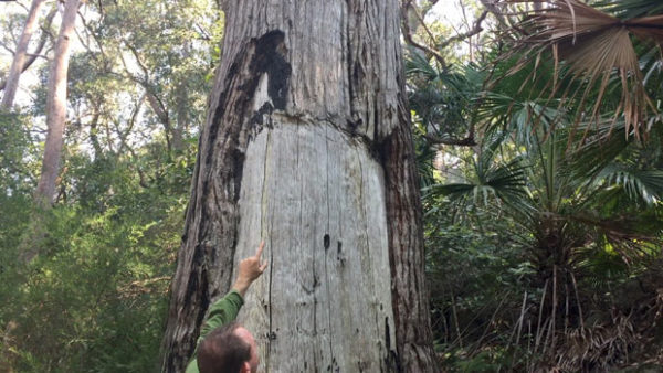 Aboriginal Canoe Tree - Sydney Coast Walks
